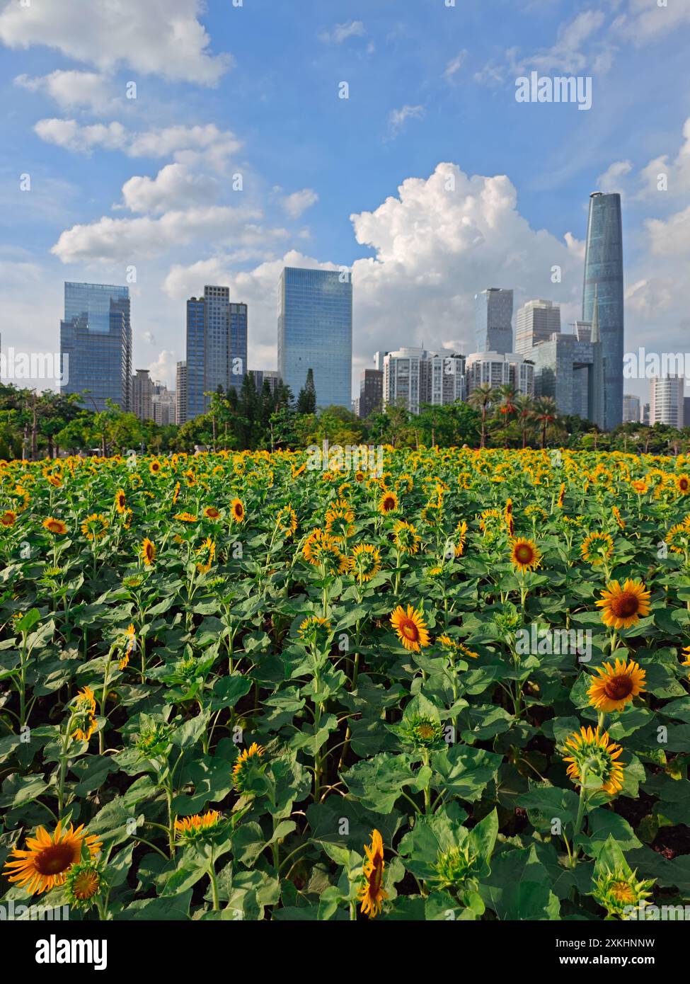Sunflowers with modern building in Guangzhou China Stock Photo - Alamy