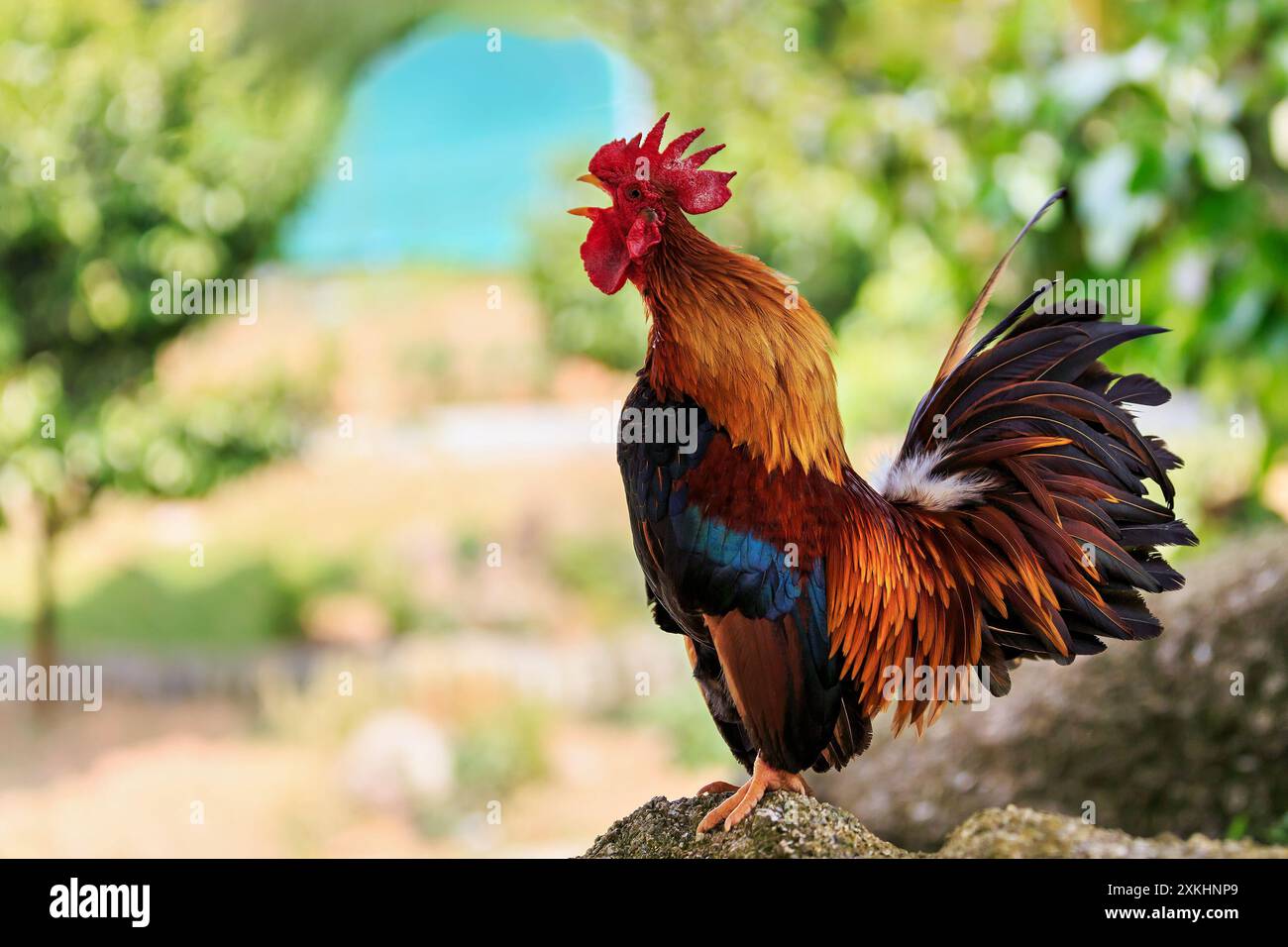 Horizontal portrait of a male colorful crowing rooster with a bright ...