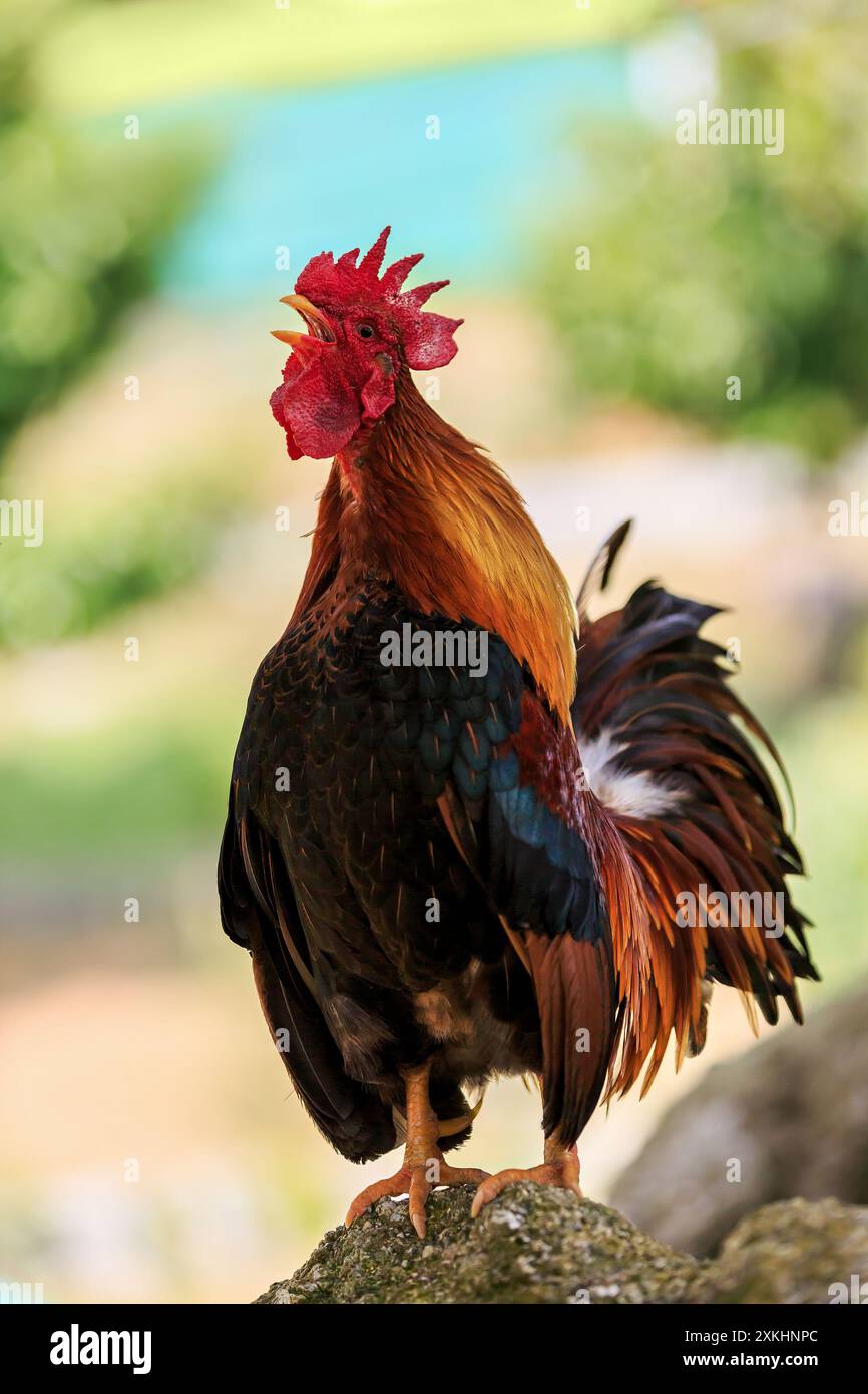 Domestic fowl crowing rooster hi-res stock photography and images - Alamy