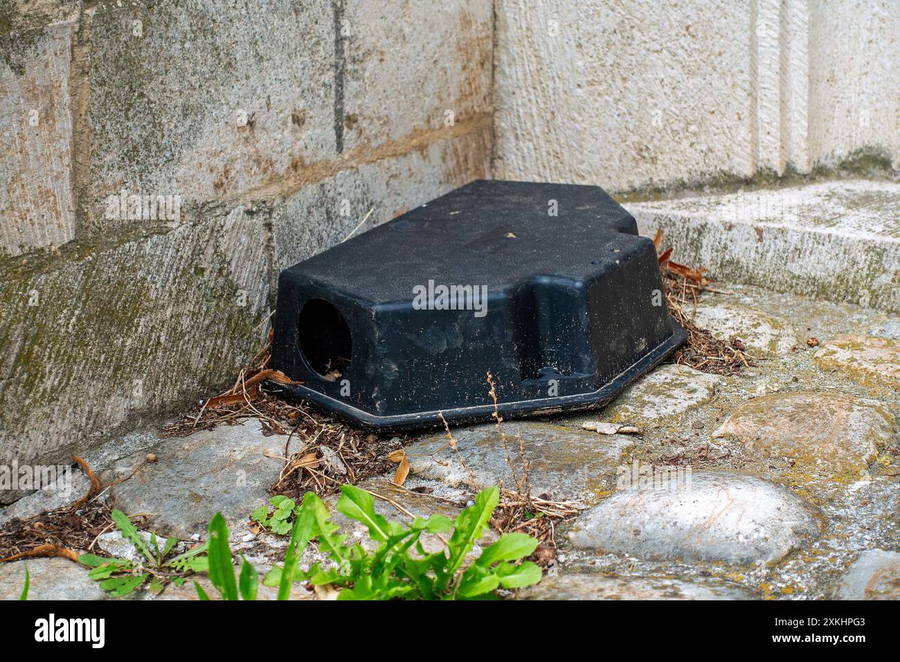 Bait box rat hi-res stock photography and images - Alamy