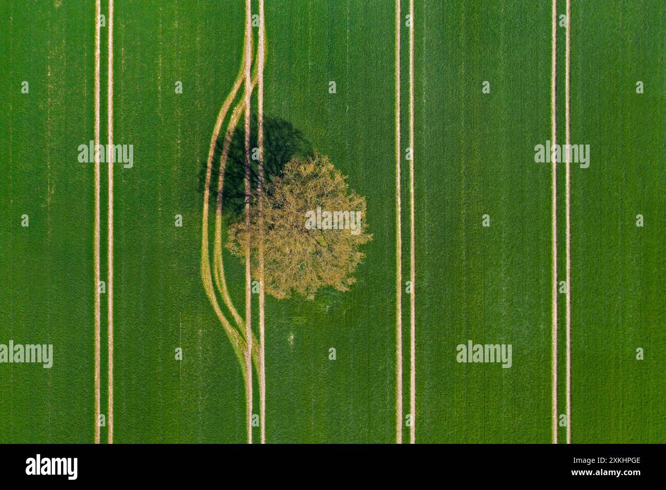 Aerial view over solitary common oak / pedunculate oak / English oak ...
