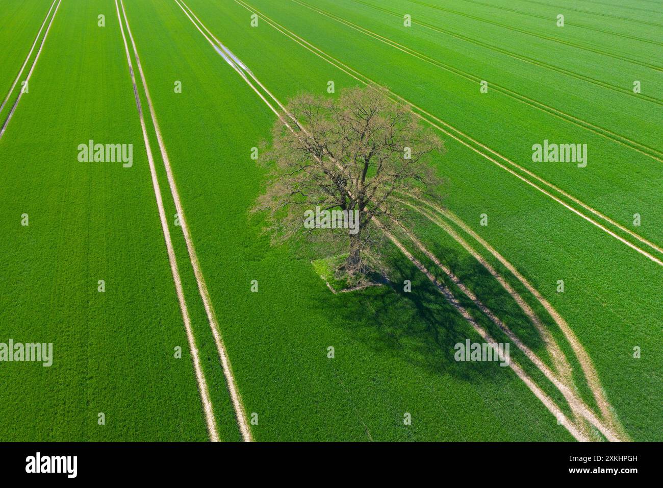 Aerial view over solitary common oak / pedunculate oak / English oak ...