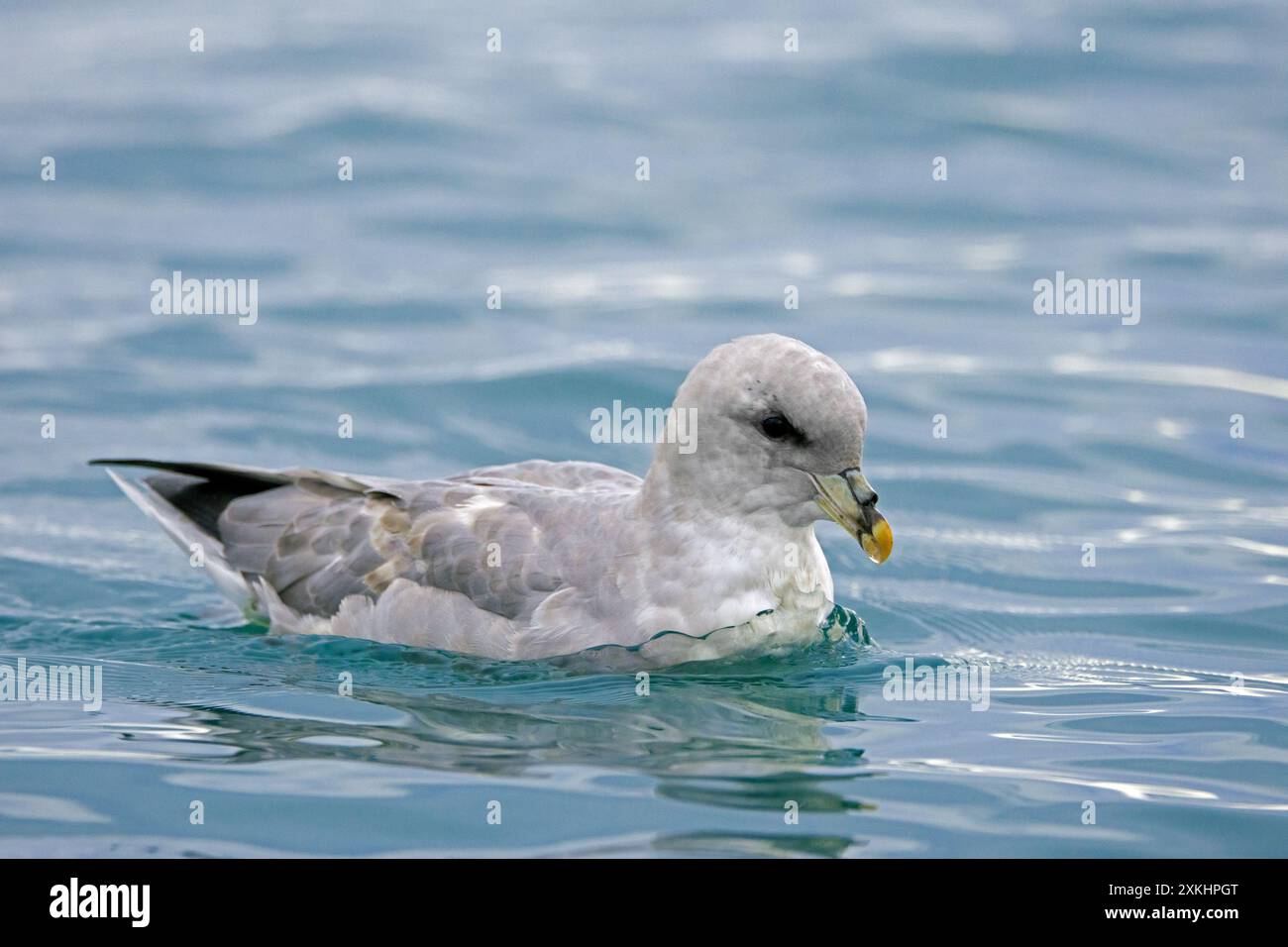 Northern fulmar / Arctic fulmar (Fulmarus glacialis), blue morph ...