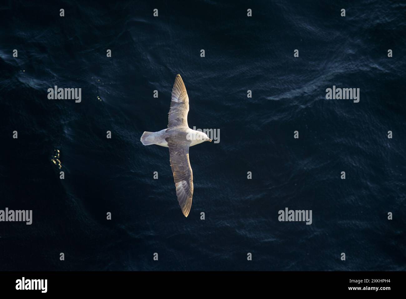 Northern fulmar / Arctic fulmar (Fulmarus glacialis) in flight soaring ...