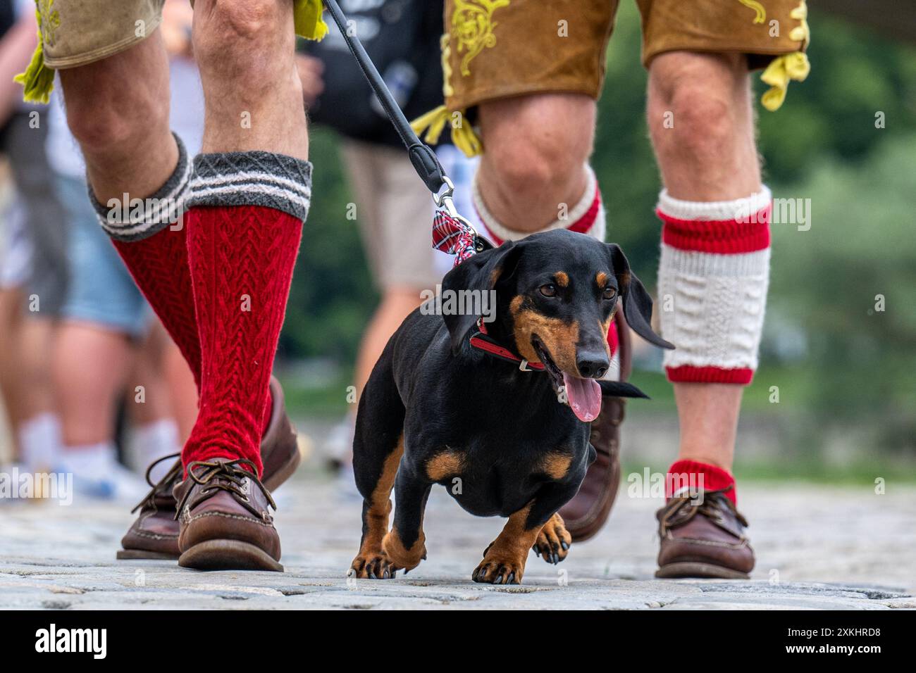 Regensburg, Germany. 23rd July, 2024. A dachshund walks next to men in ...