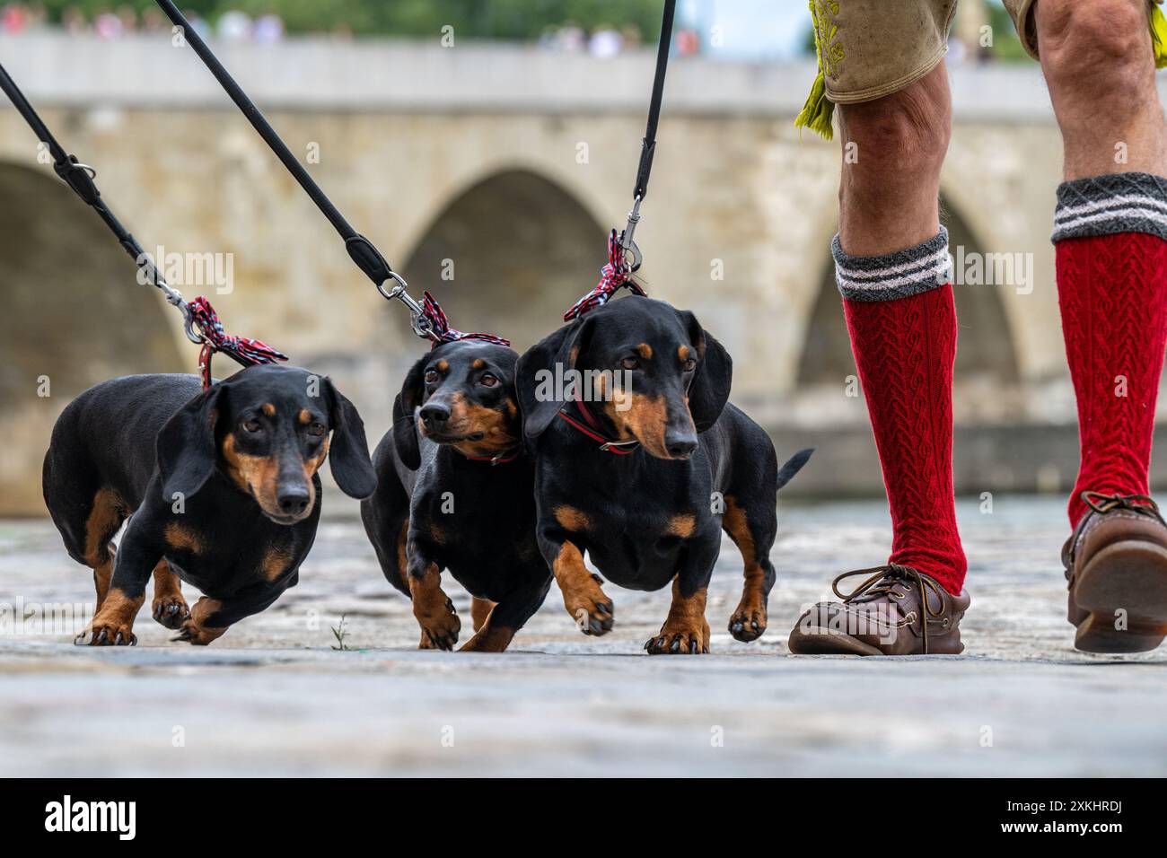 Regensburg, Germany. 23rd July, 2024. Three dachshunds walk next to a ...