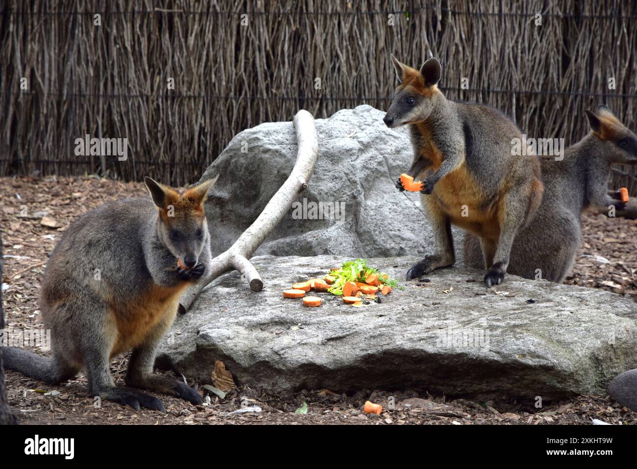 wallabies, sydney zoo Stock Photo - Alamy