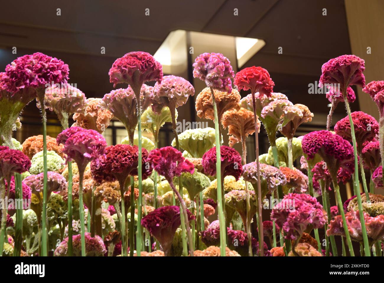 Celosia genus hi-res stock photography and images - Alamy