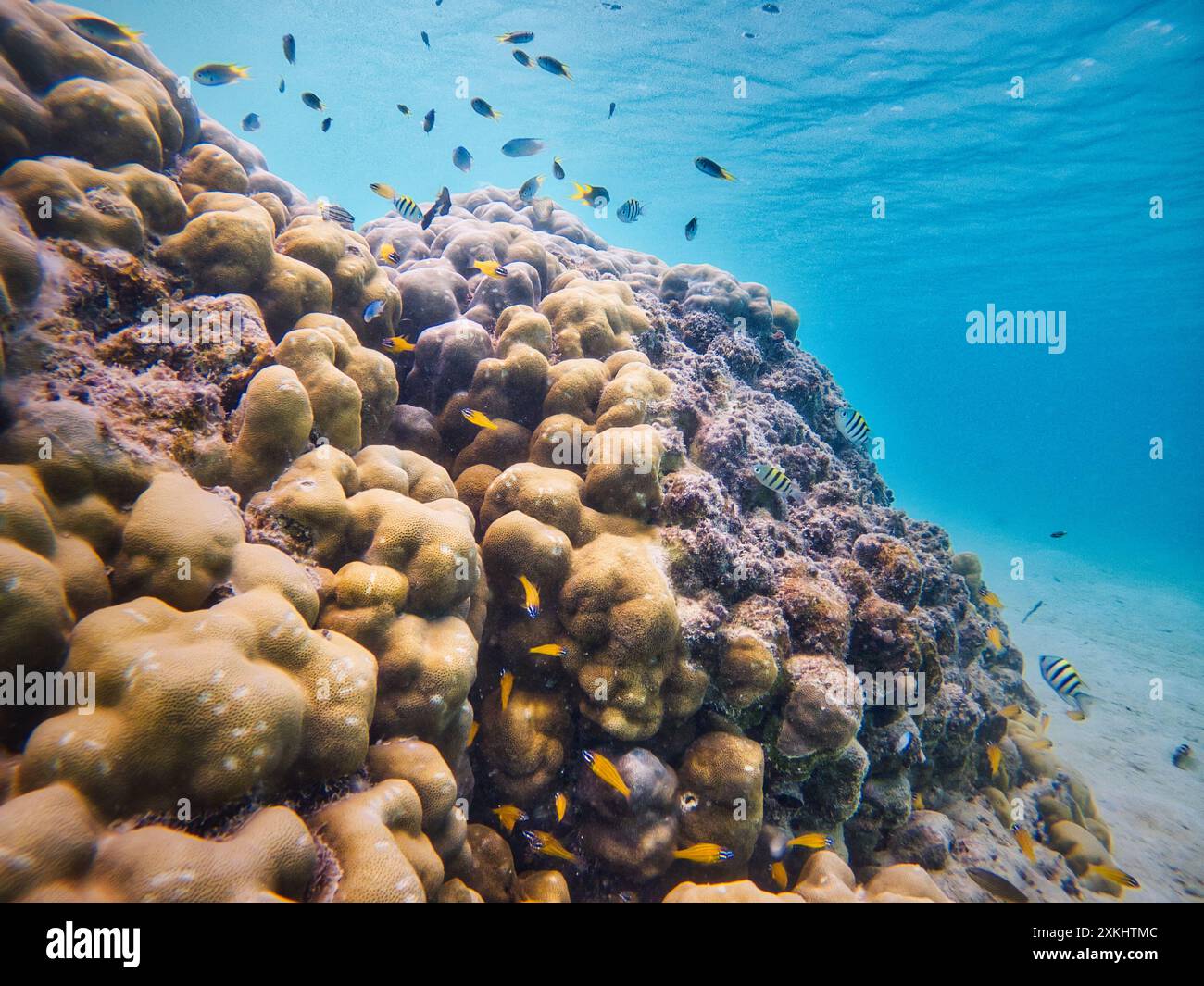 Underwater in Sumatra, coral reef bursting with life and color. Perfect ...
