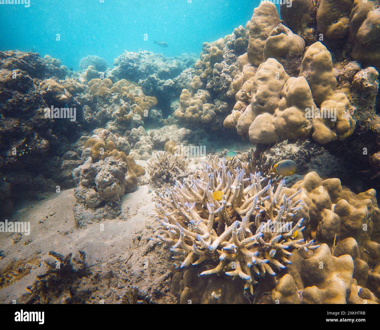 Underwater in Sumatra, coral reef bursting with life and color. Perfect ...