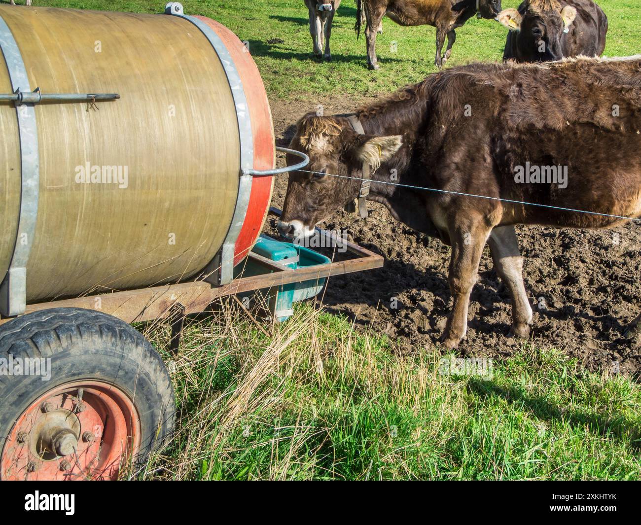 Medium shot of a small group of brown dairy cows outside at the water ...