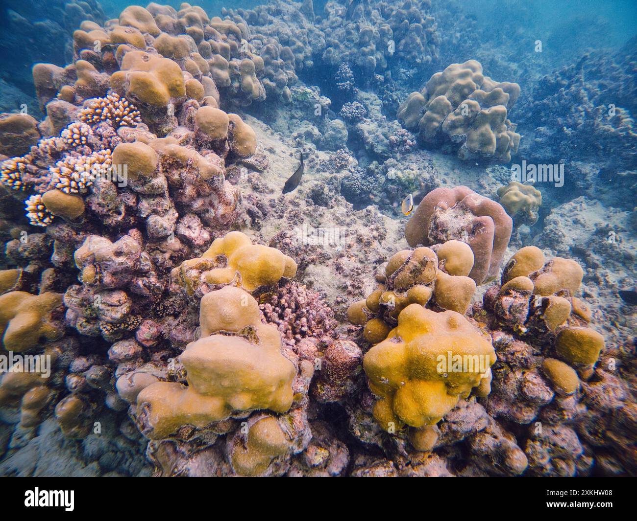 Underwater in Sumatra, coral reef bursting with life and color. Perfect ...