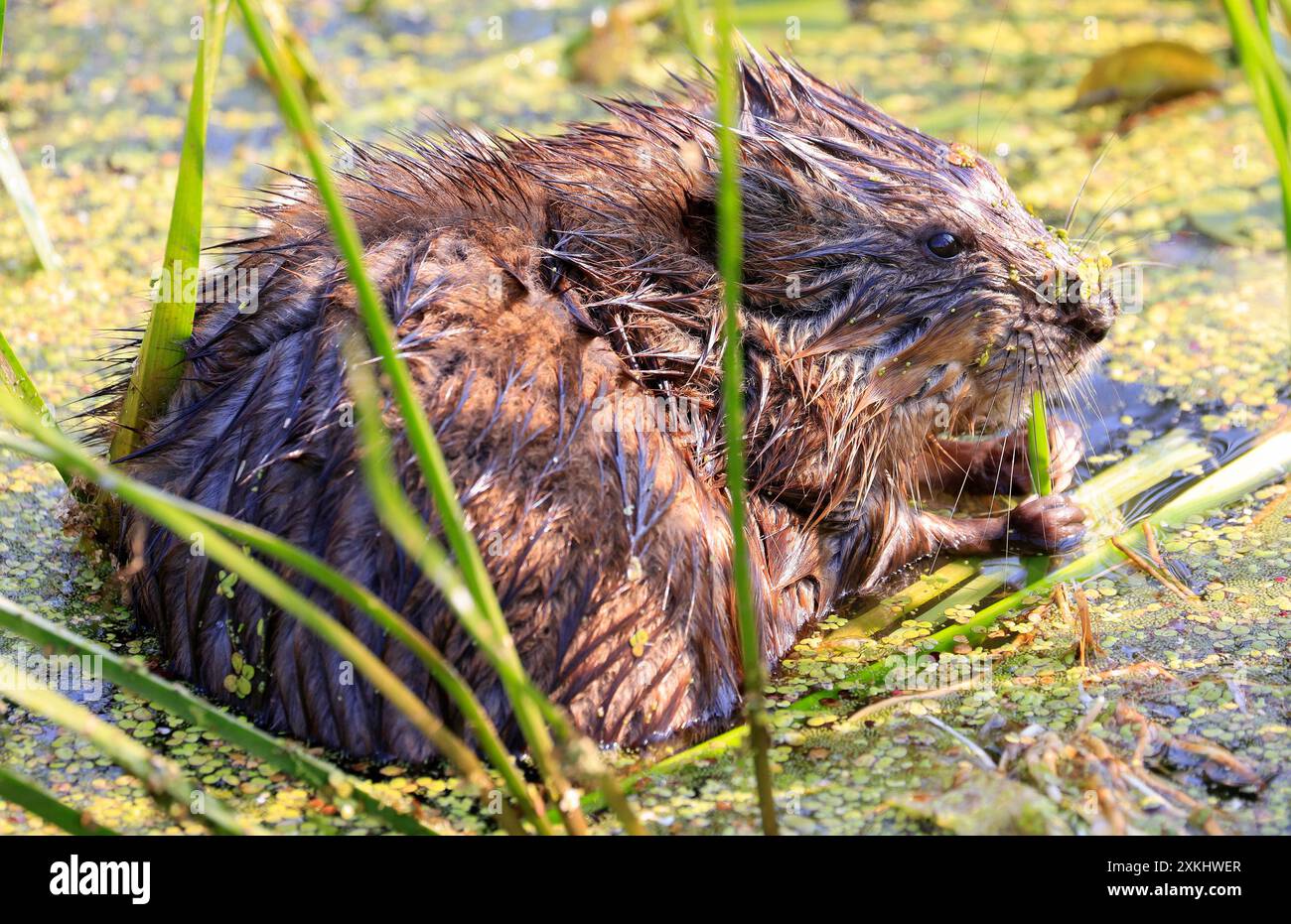 Montreal background hi-res stock photography and images - Alamy