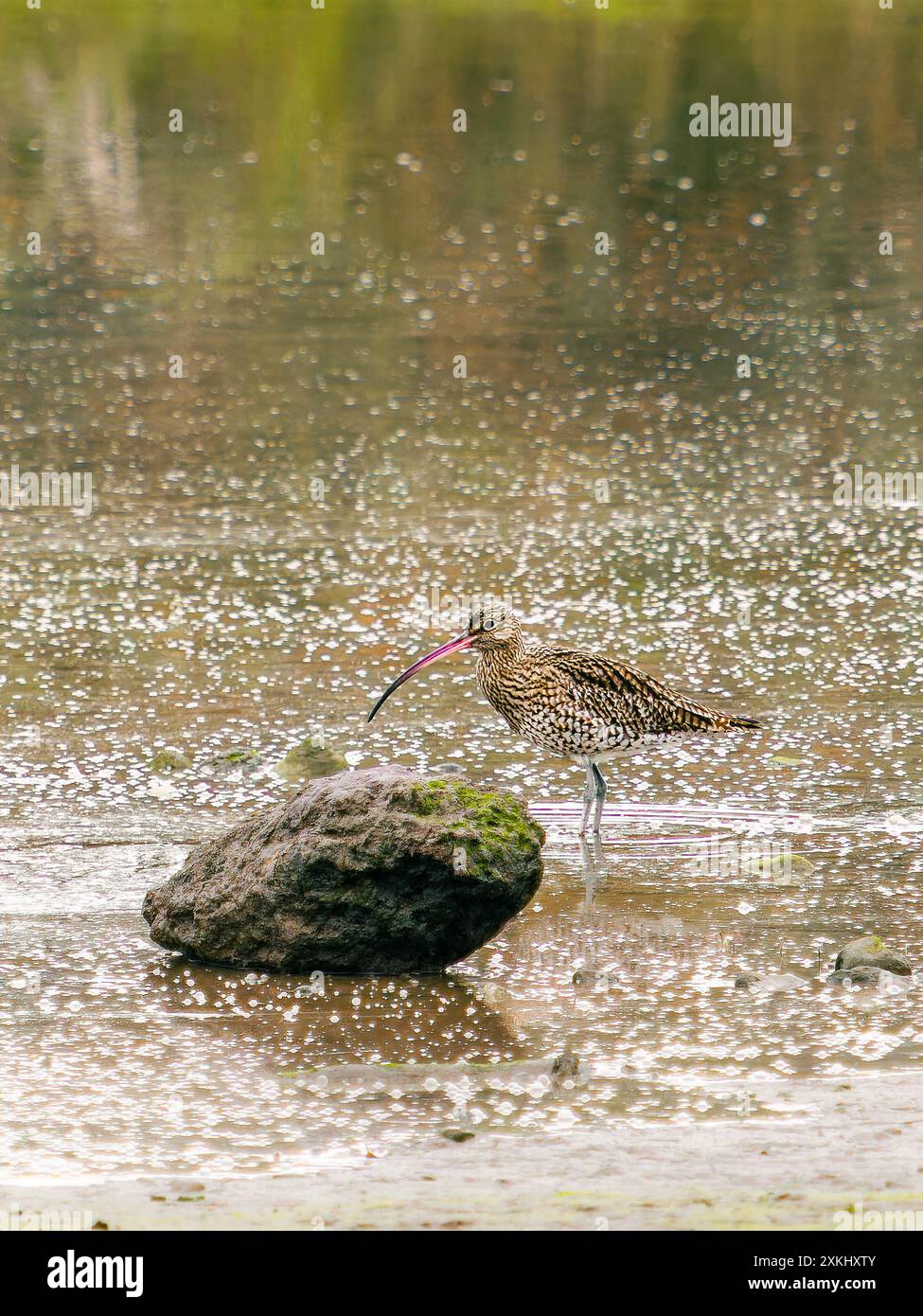 A Eurasian Curlew stands in shallow water with its long beak, next to a ...
