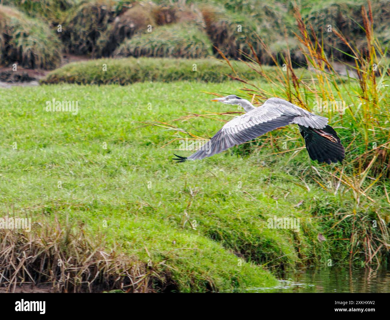 A grey heron flying over a green field. The heron has grey feathers and ...