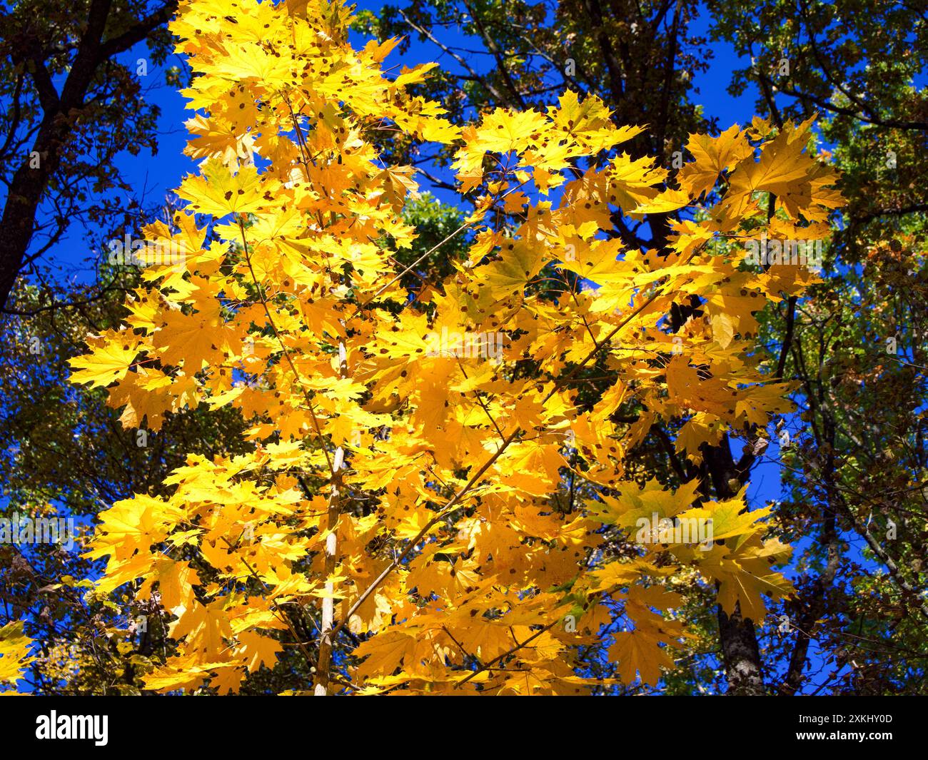 Autumn leaves, clear blue sky, tranquil mood, natural setting. Seasonal ...