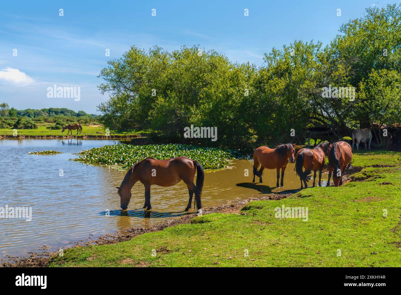 Group of wild ponies in water the New Forest Park England Uk Stock ...