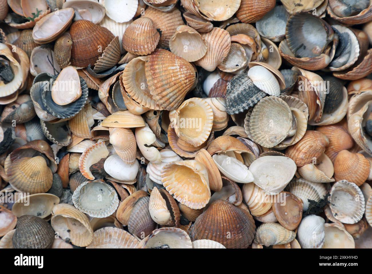 Zweiklappig hi-res stock photography and images - Alamy