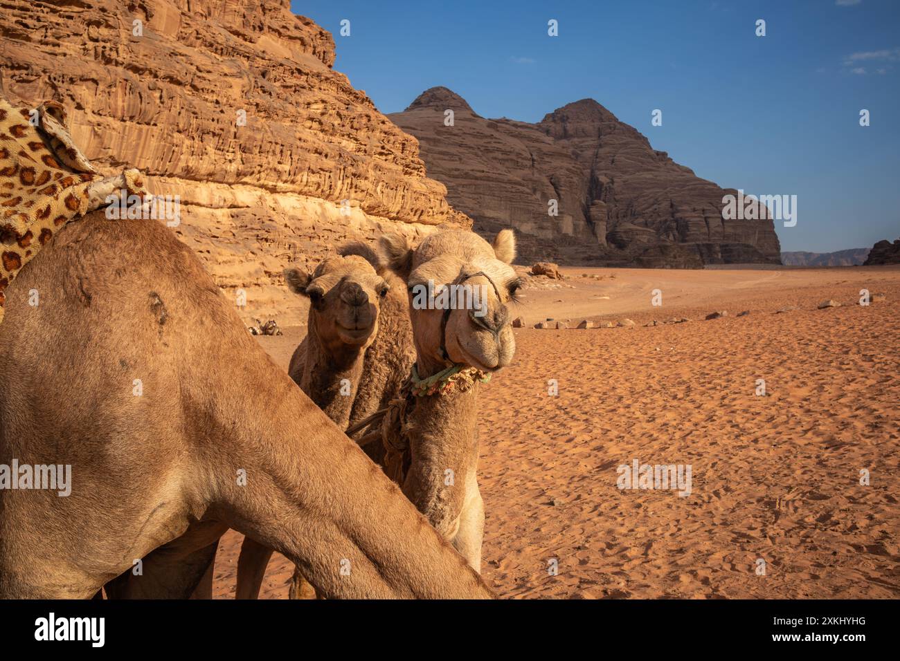 One-Humped Camels Looking at Camera in Wadi Rum. Beautiful Desert Animals with Rock Formation ...