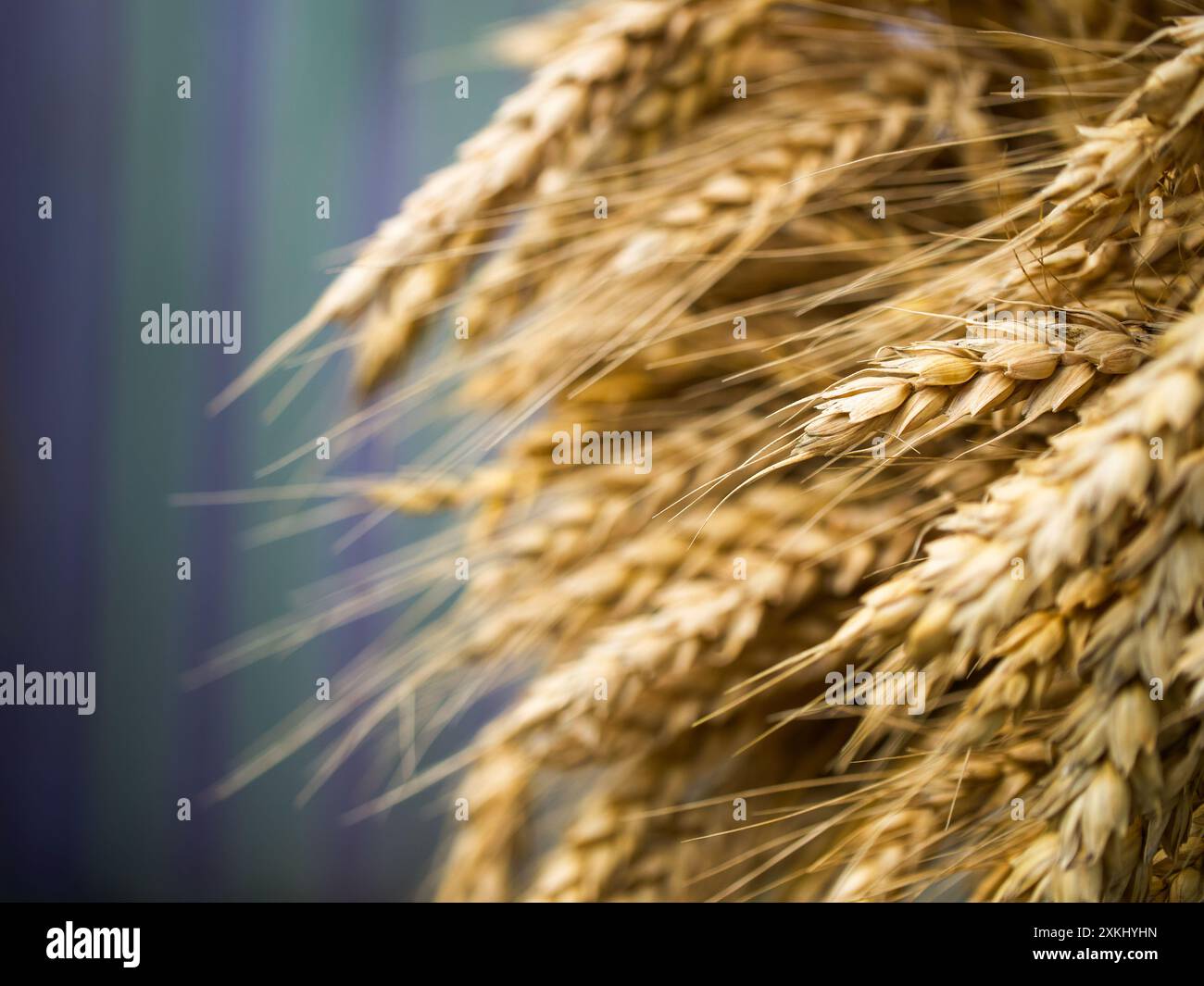 Detailed imagery of ripe wheat signifying growth, harvest time, and ...