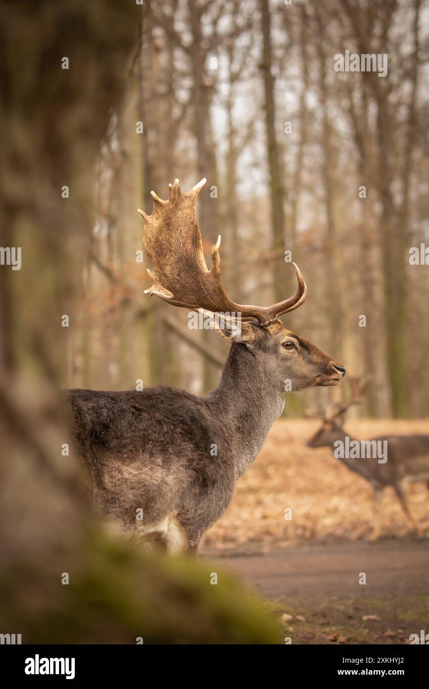 Beautiful Side Profile of European Fallow Deer in Blatna Park. Furry ...