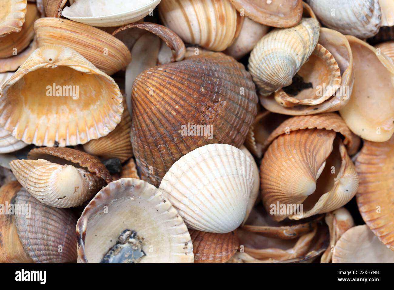 Artenreichtum der Muscheln Eine Ansammlung verschiedener ...