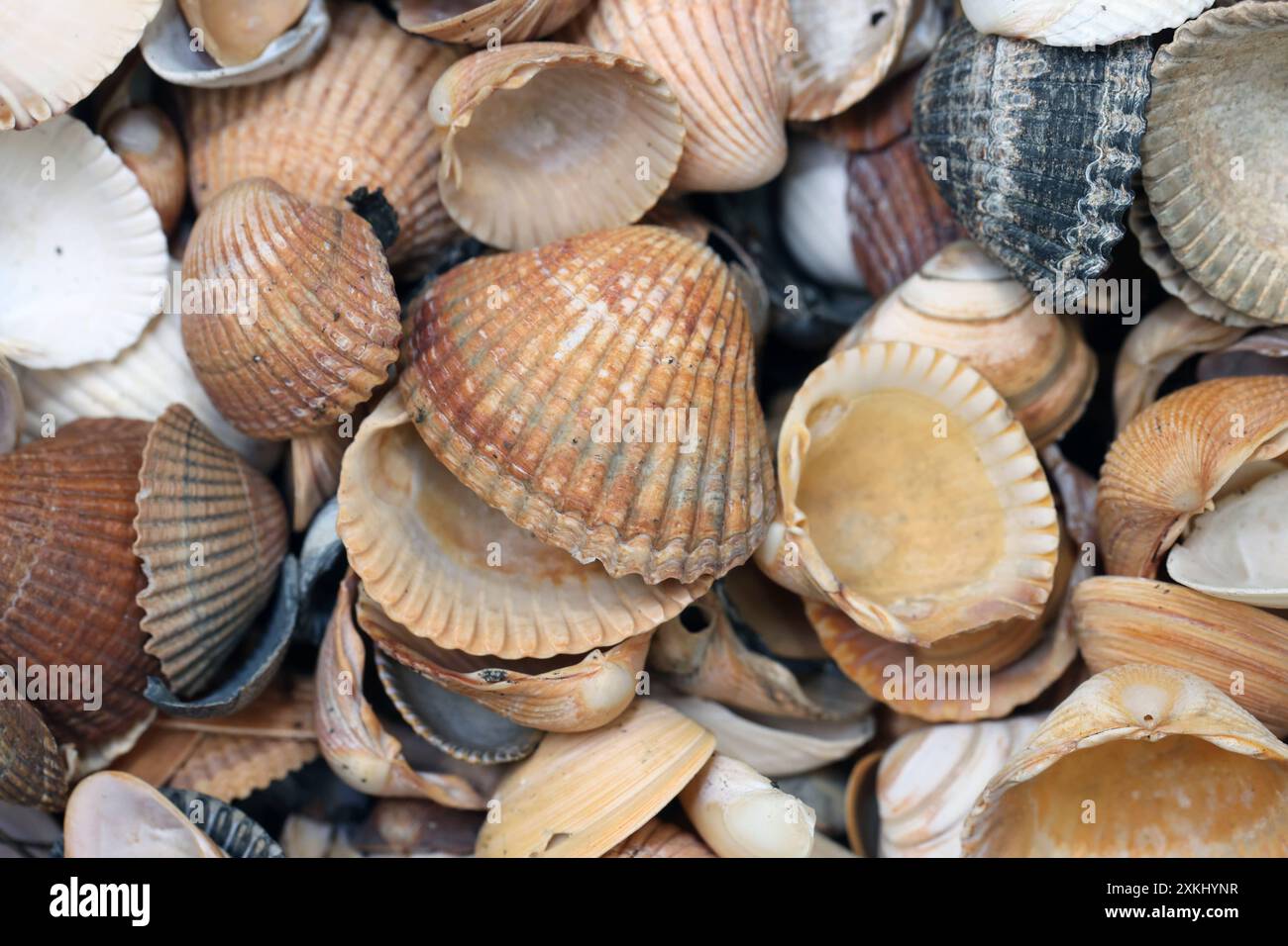 Artenreichtum der Muscheln Eine Ansammlung verschiedener ...