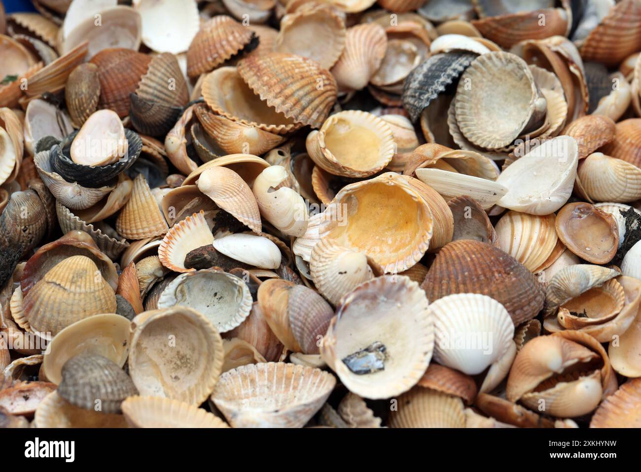 Artenreichtum der Muscheln Eine Ansammlung verschiedener ...