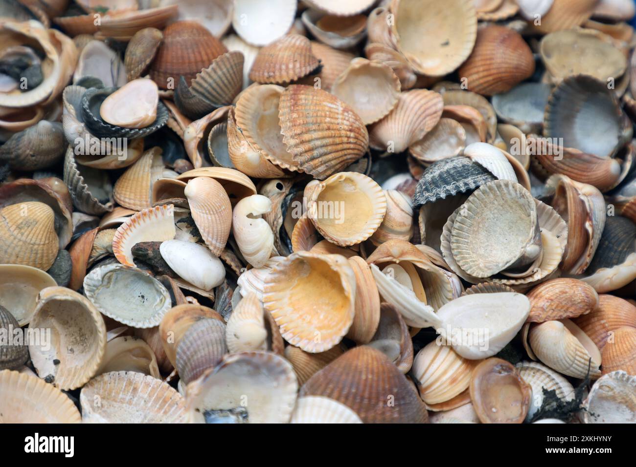 Artenreichtum der Muscheln Eine Ansammlung verschiedener ...