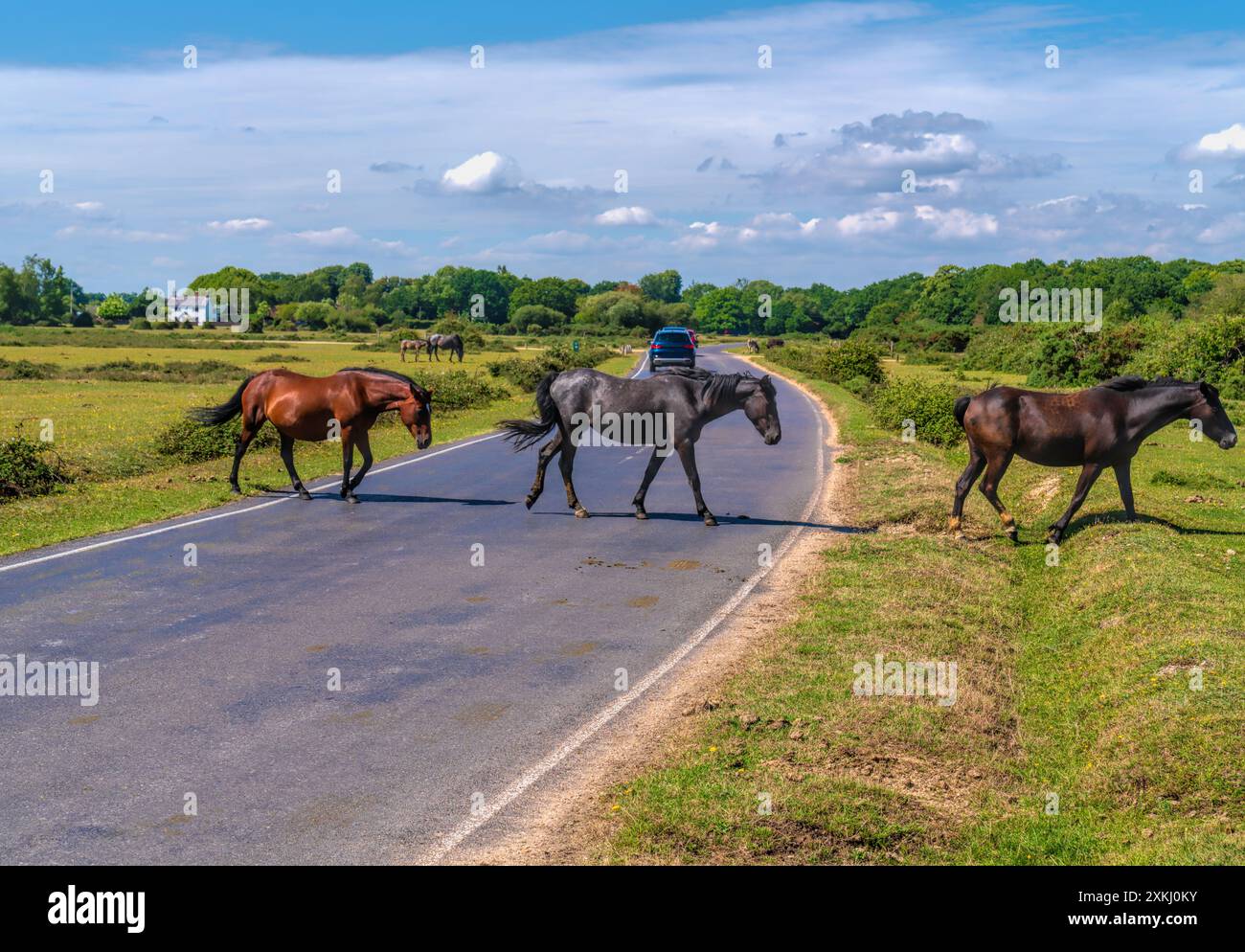 Ponies crossing the road the New Forest Uk beautiful park where animals ...