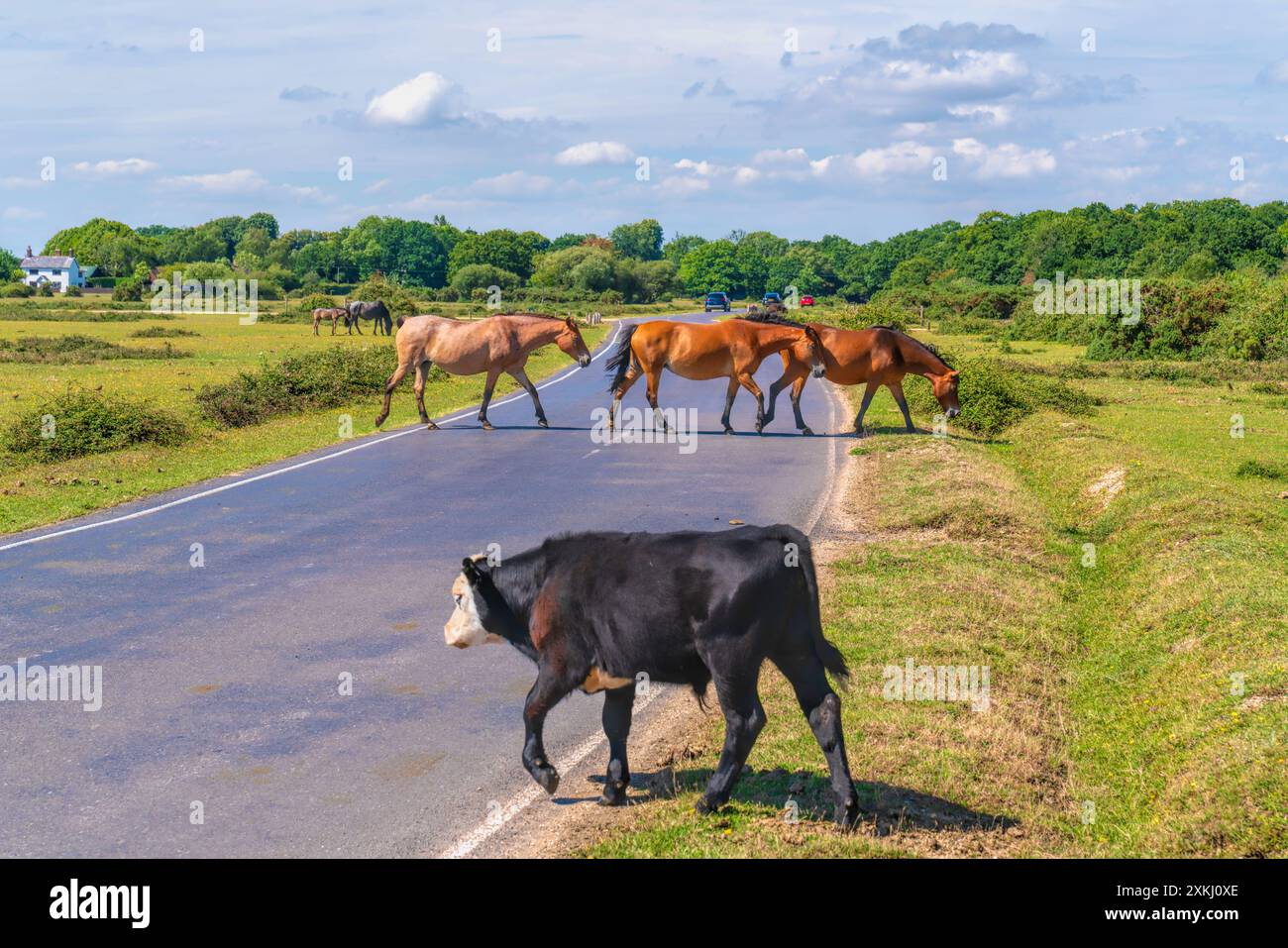Ponies and cow in the road the New Forest Uk beautiful park where ...