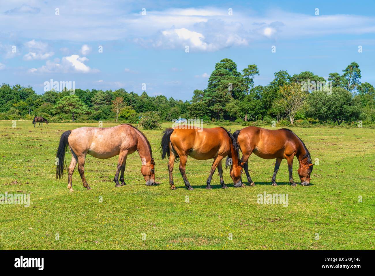 Wild ponies the New Forest Park England Uk animals roam free Stock ...
