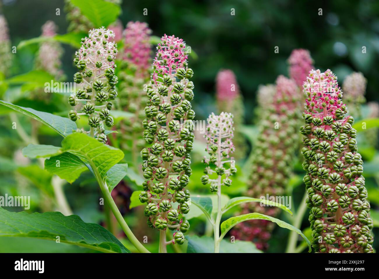 American pokeweed shoots hi-res stock photography and images - Alamy
