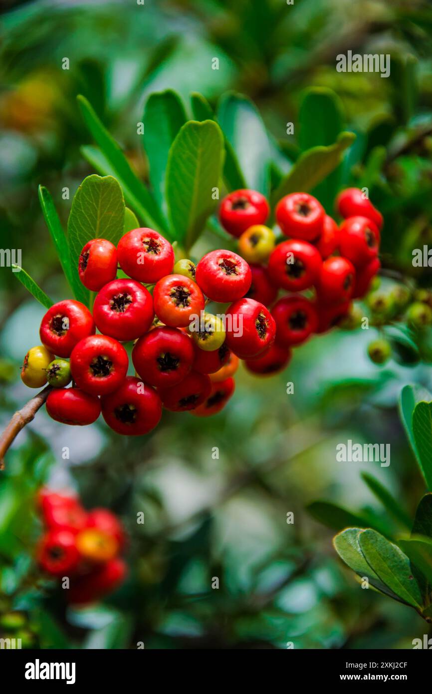 plant with red fruits Stock Photo - Alamy