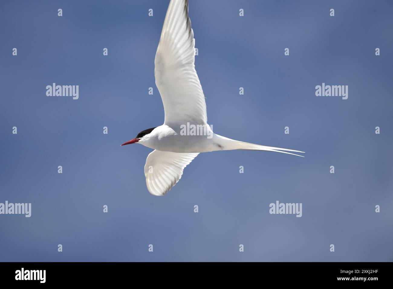 Close-Up Image of a Flying Arctic Tern (Sterna paradisaea), Left ...