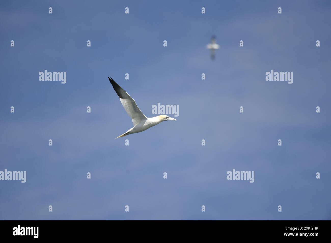 Foreground Image of a Flying Adult Northern Gannet (Morus bassanus) in ...