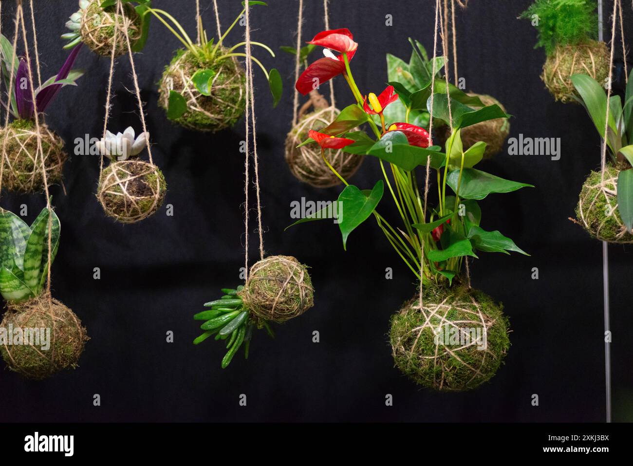 Japanese moss ball hi-res stock photography and images - Alamy