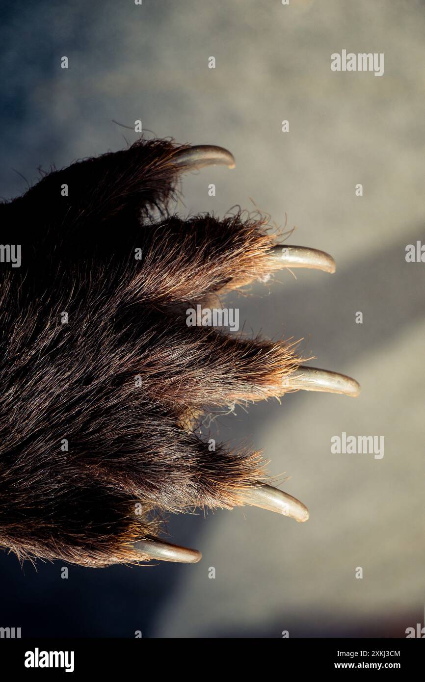 Grizzly bear sharp paws hi-res stock photography and images - Alamy