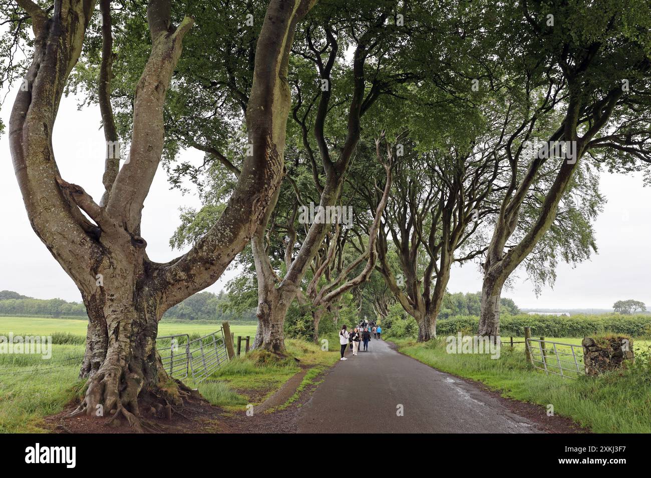 The Dark Hedges (an avenue of beech trees), Bregagh Road, County Antrim ...
