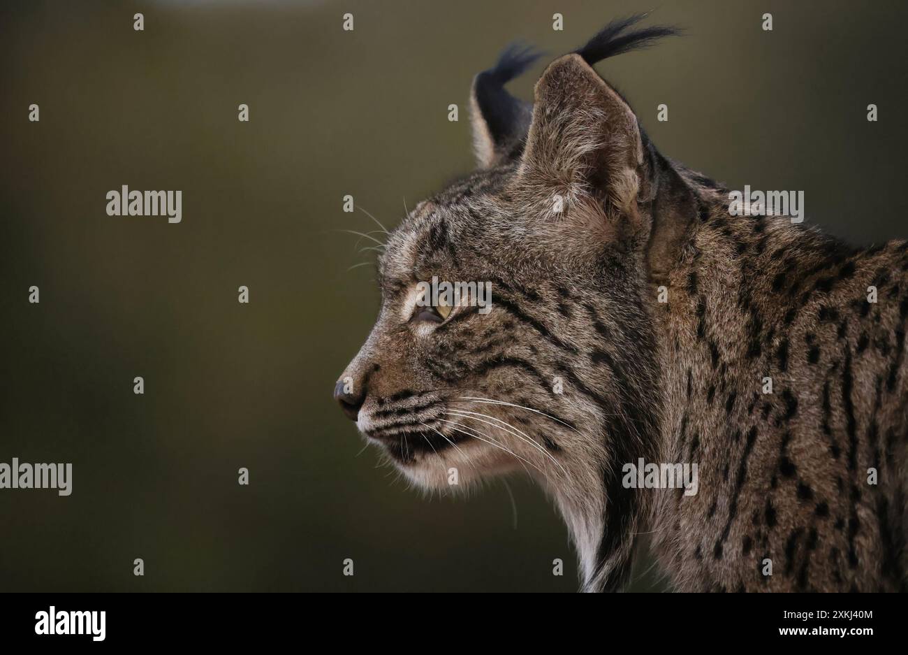 Fauna spain spanish wildlife iberian wildlife hi-res stock photography ...