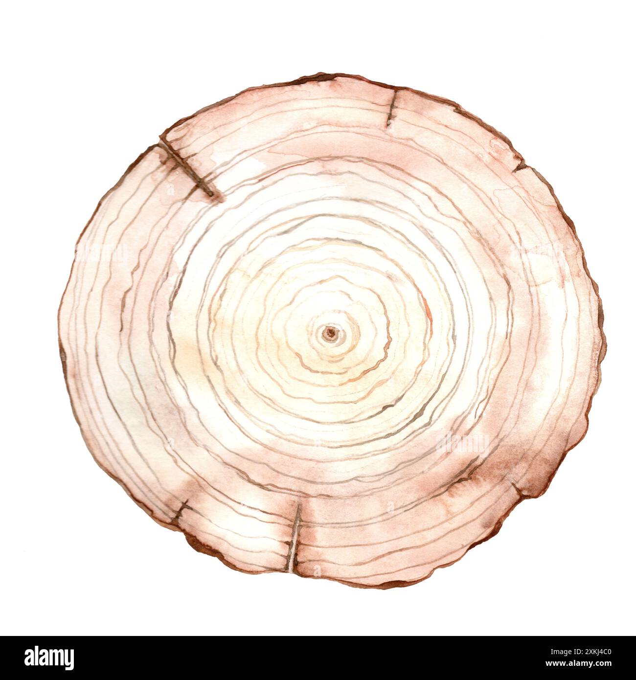 Tree trunk texture in Cut Out Stock Images & Pictures - Alamy