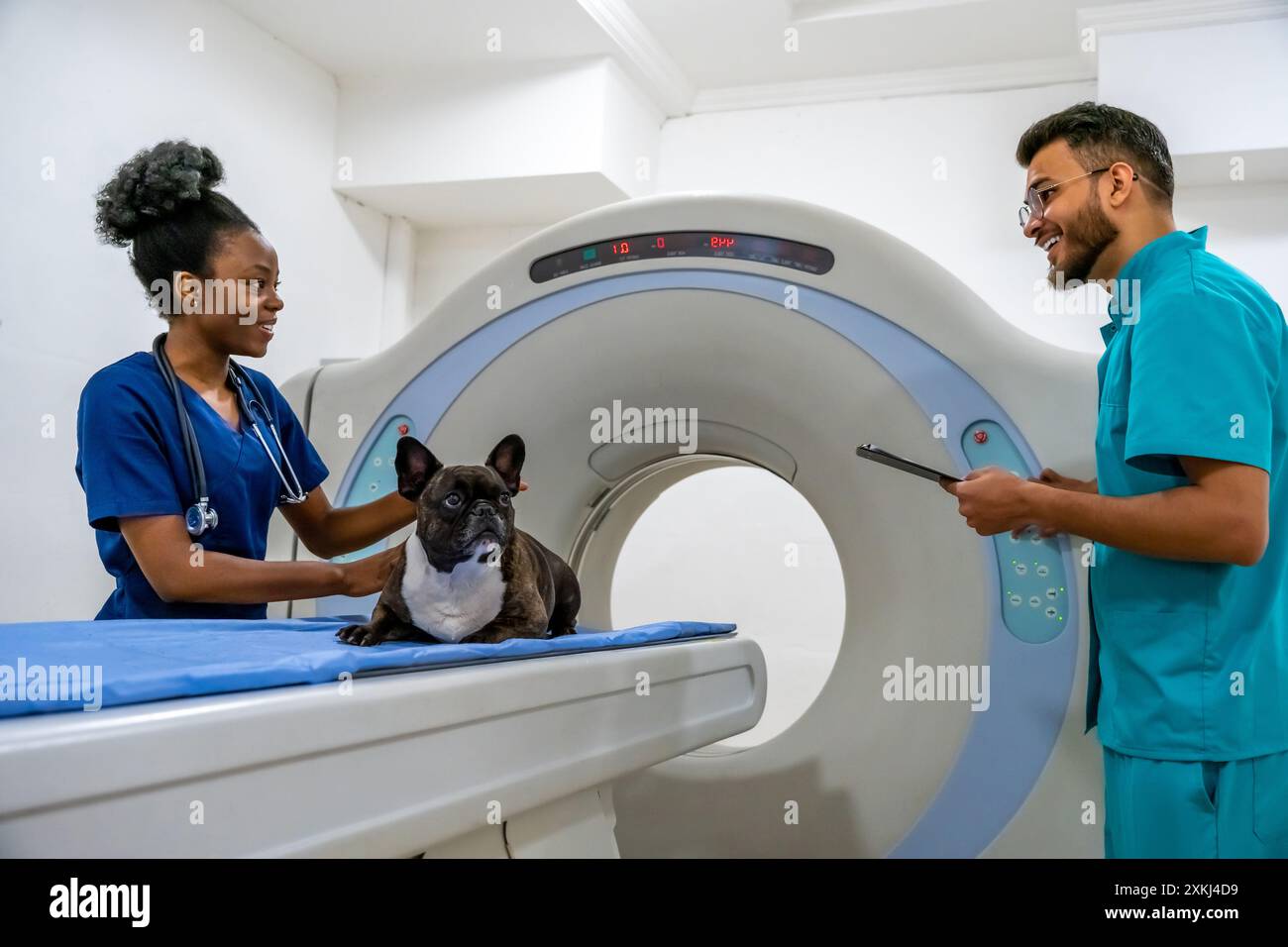 Doctor preparing a dog for having a medical procedure on MRI Stock ...