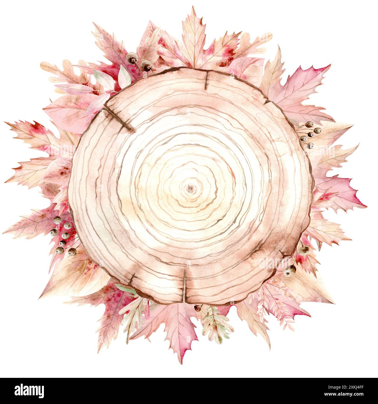 Wood texture in a cutout of tree rings. Cut piece of wooden stump and ...