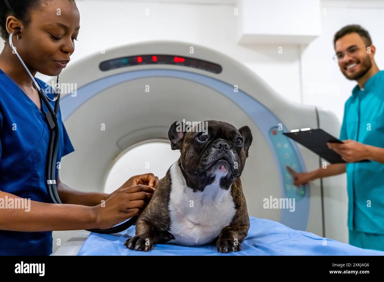 Two veterinarians examining a dog before investigation procedures Stock ...