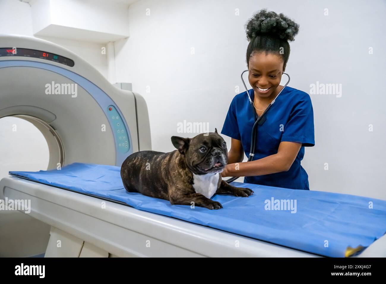 Dark-skinned veterinarian examining a dog before having MRI procedure ...