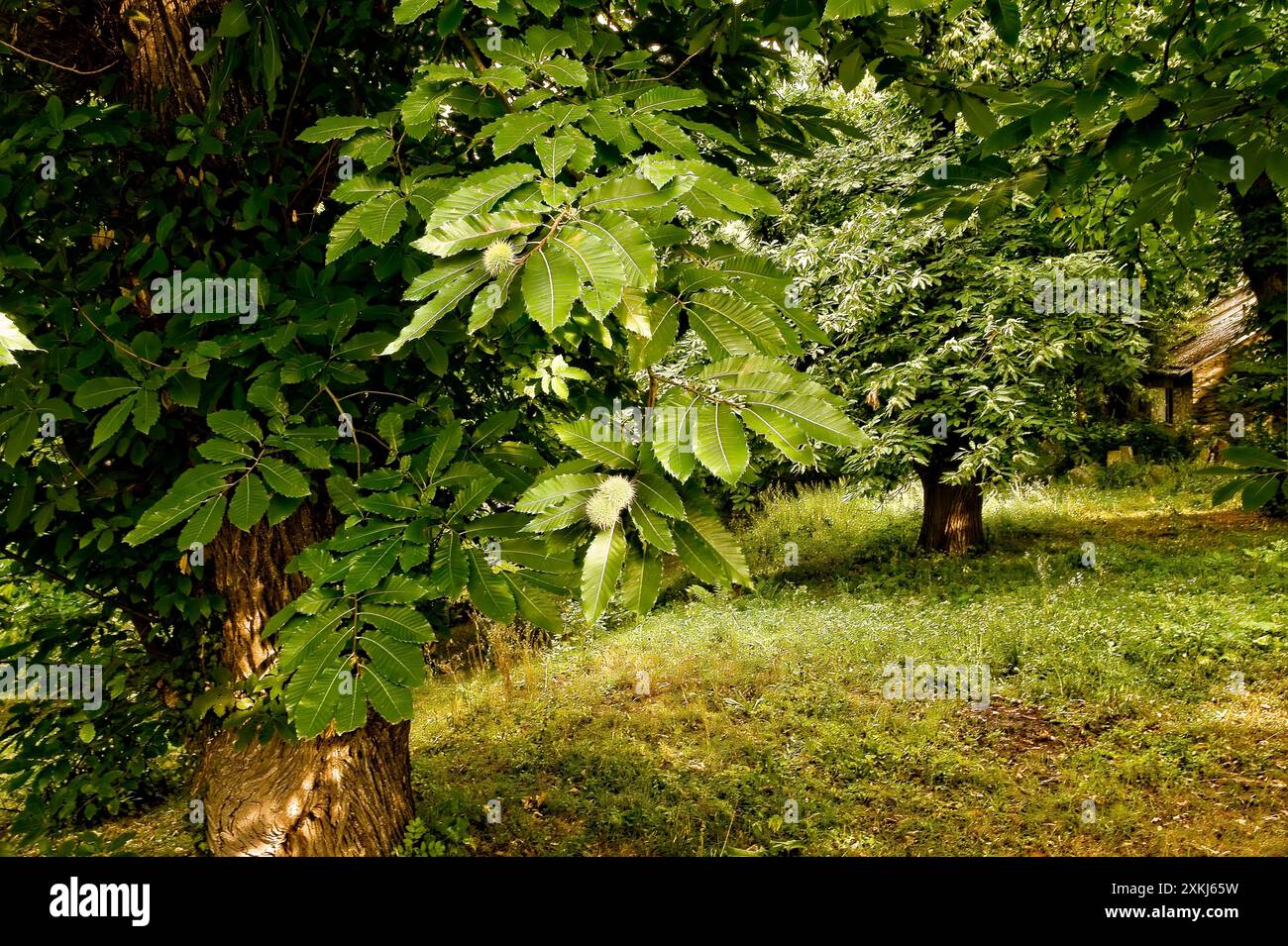 Val pellice hi-res stock photography and images - Alamy
