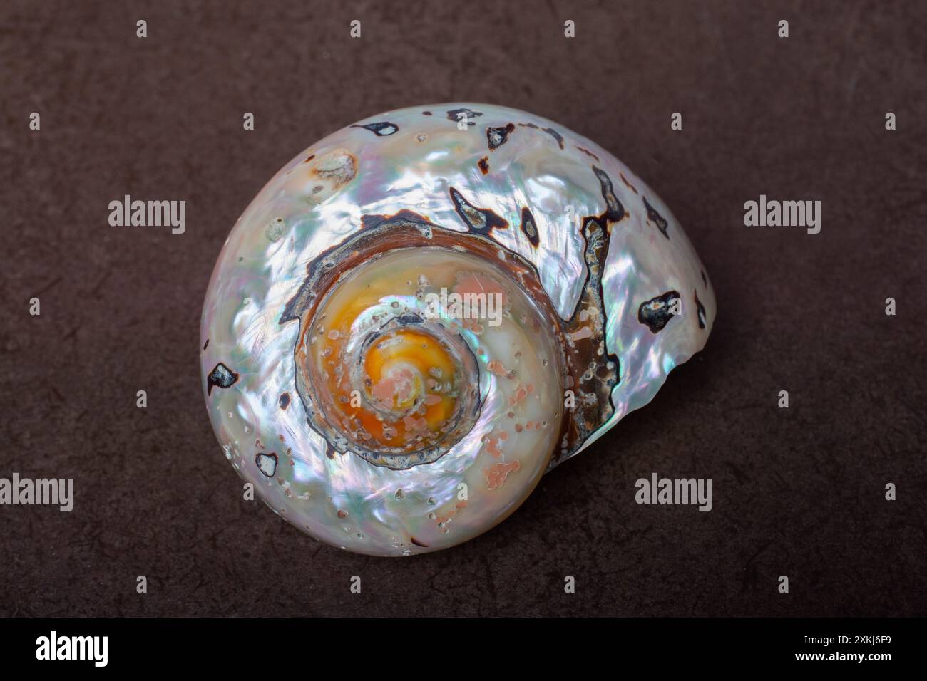 Natural seashell macro texture. Seashells background texture Stock ...