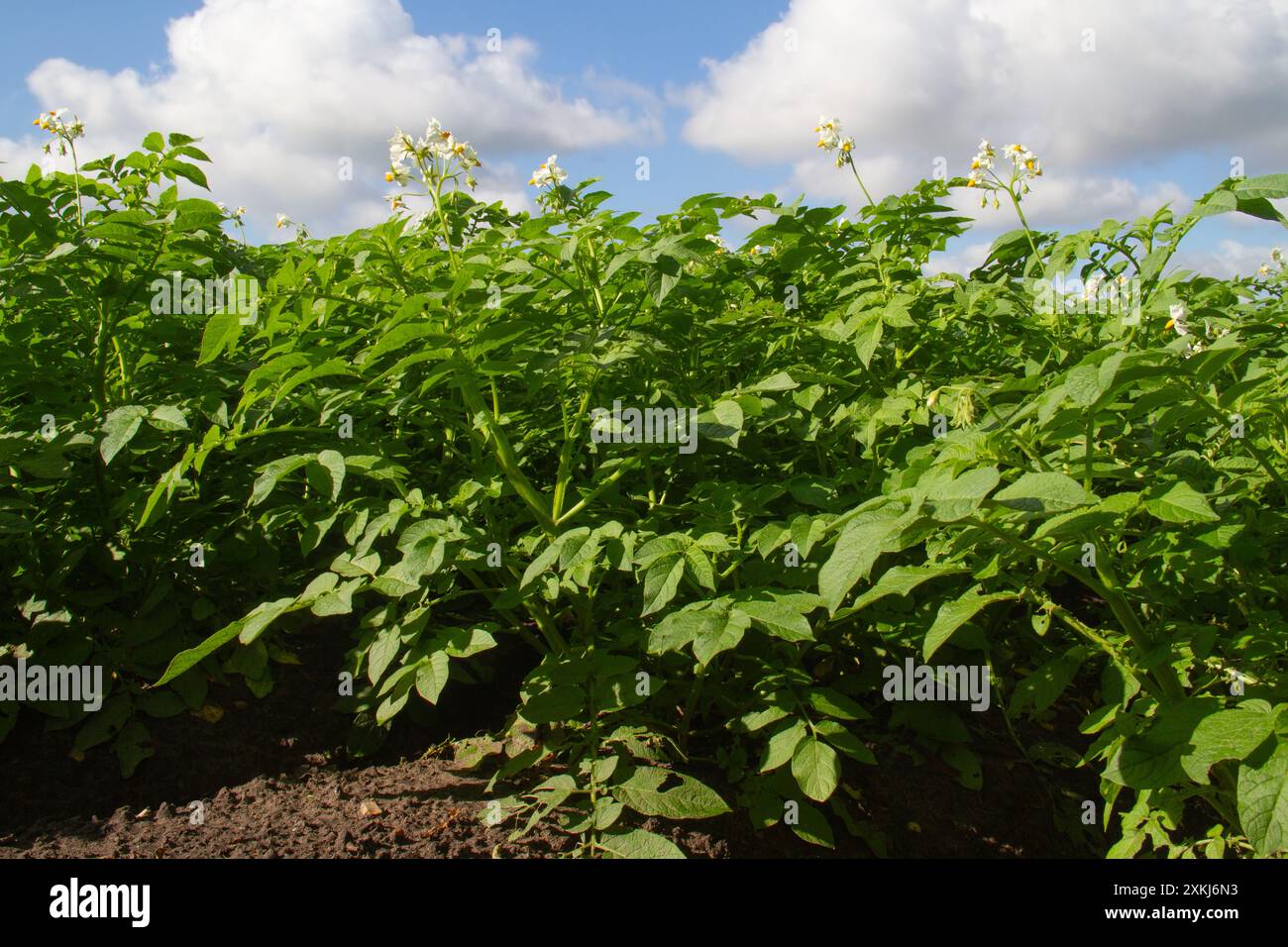 Blooming potato crop in summer under blue sky with clouds, low point of ...