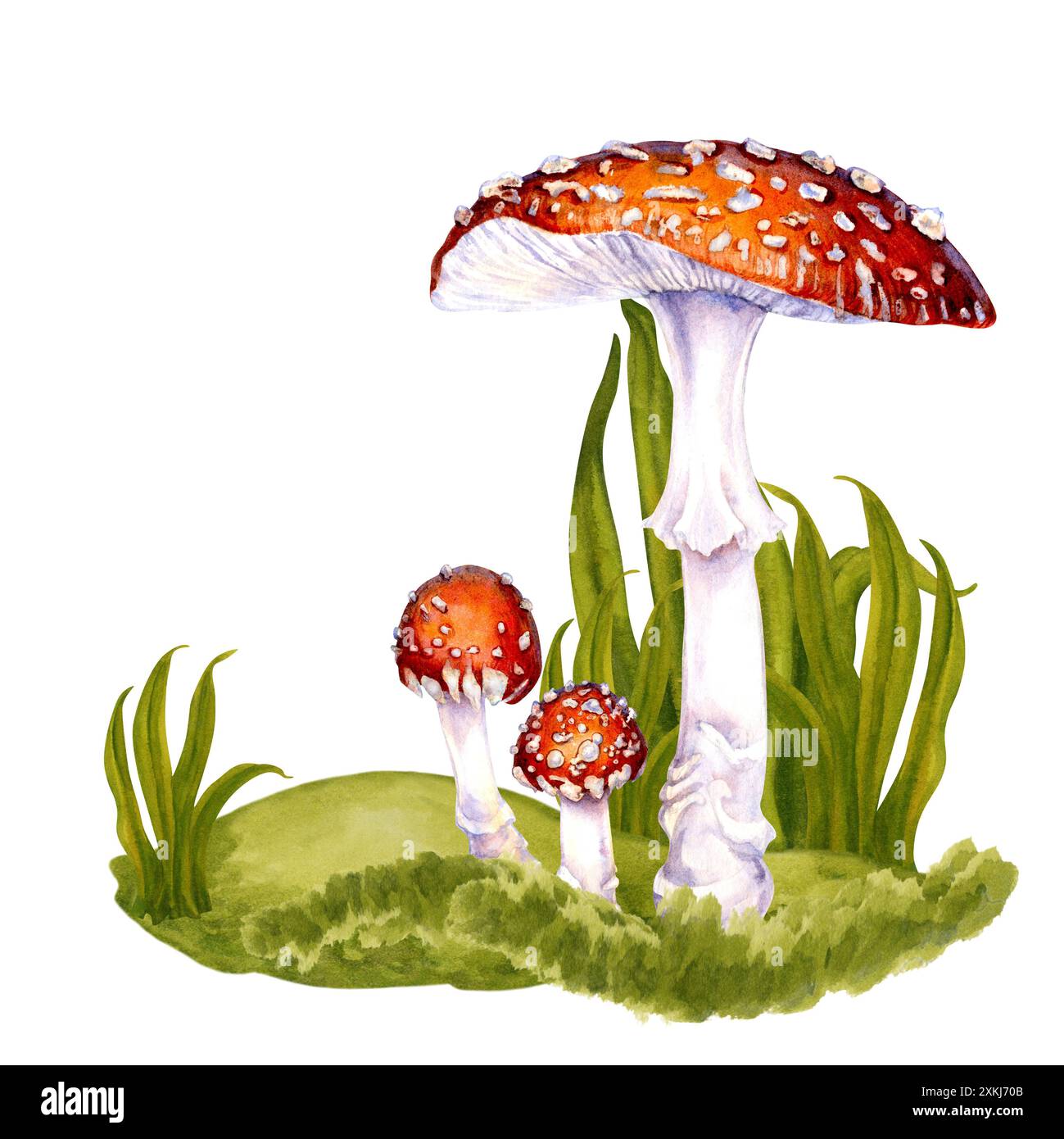 Three poisonous fly agarics drawn by hand among the green grass on a ...
