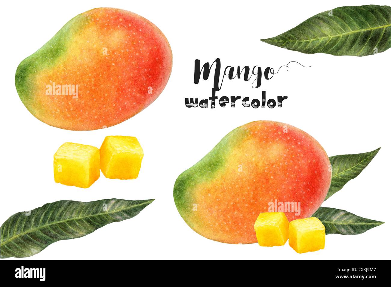 Stock illustration of mango fruit and slices in watercolor, with ...